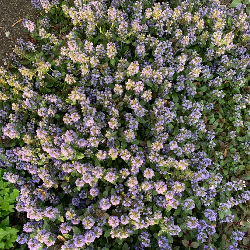 How to Prune Blue Bugle