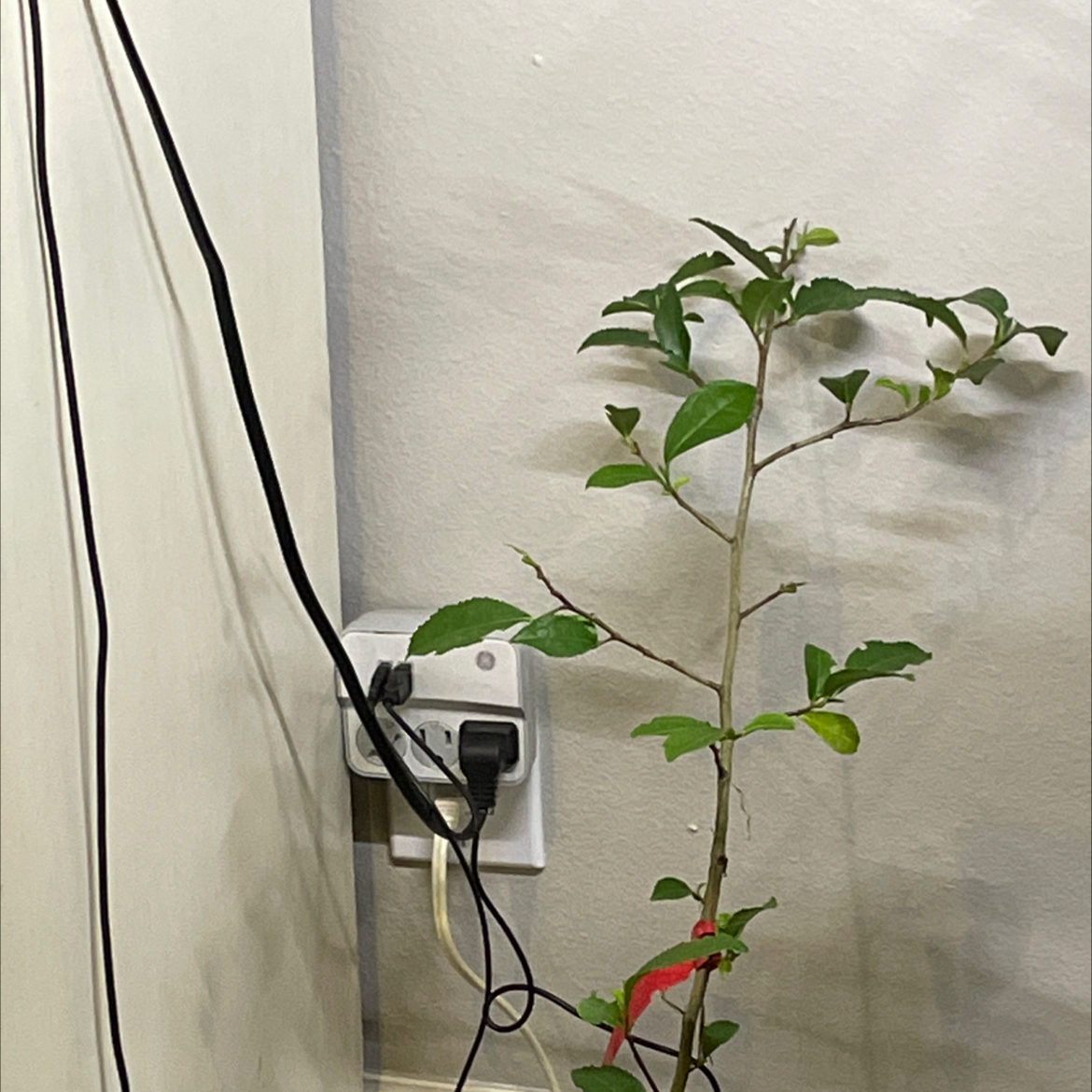 Diagnosing tea root rot