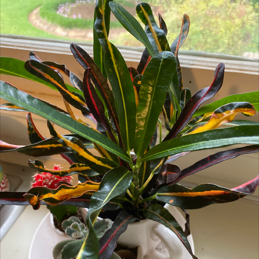 🌞 Is My Oakleaf Croton Getting Too Much Direct Sunlight?