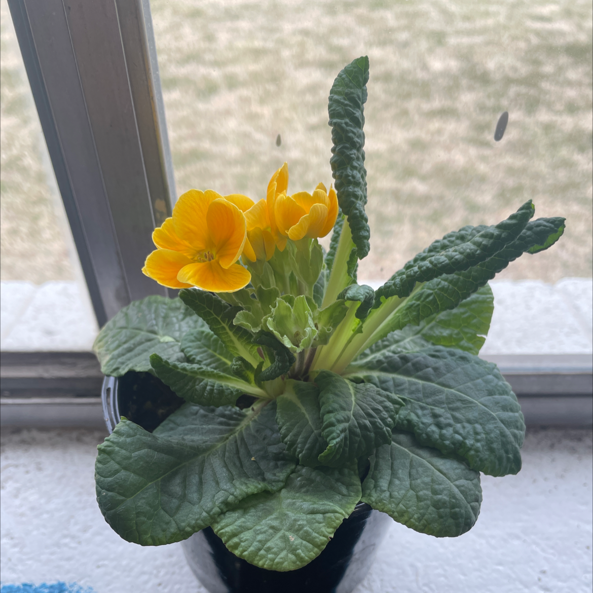 Black Spots on My Common Primrose Leaves