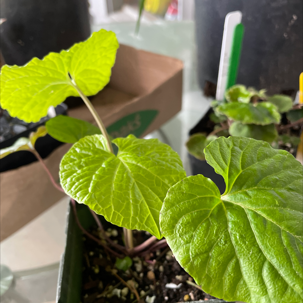 💙 10 Benefits of Having a Common Blue Violet