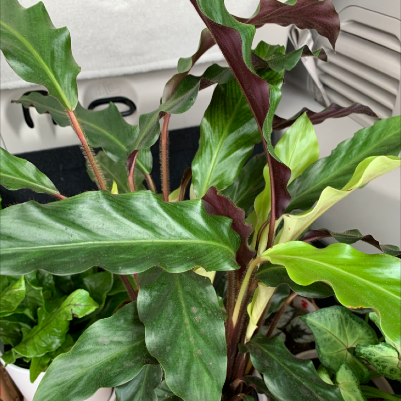 🪶 How to Propagate Your Furry Feather Calathea