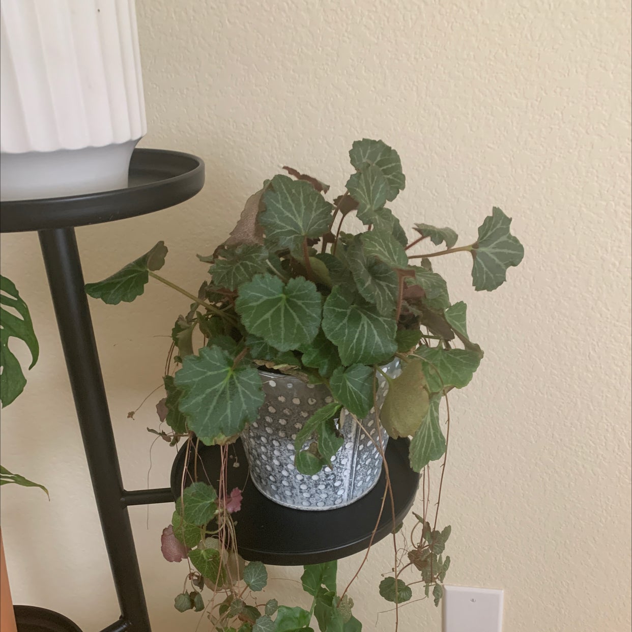 How Do I Cure strawberry begonia root rot?