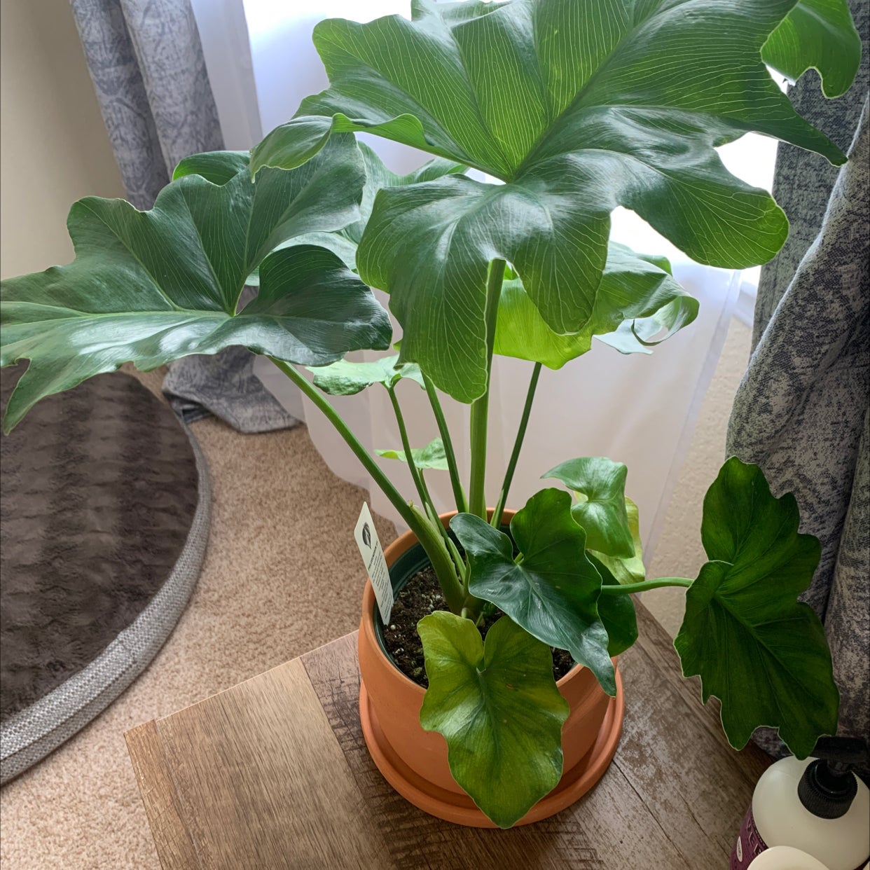 Common Philodendron 'Hope' Problems