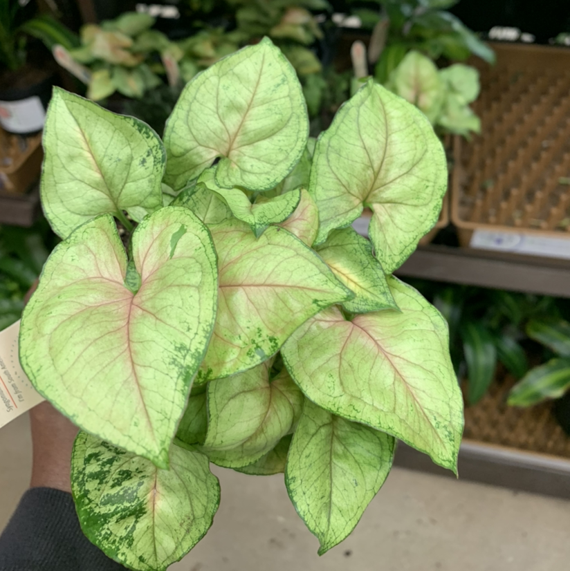 🍓 Why Are My Syngonium 'Berry' Leaves Droopy?