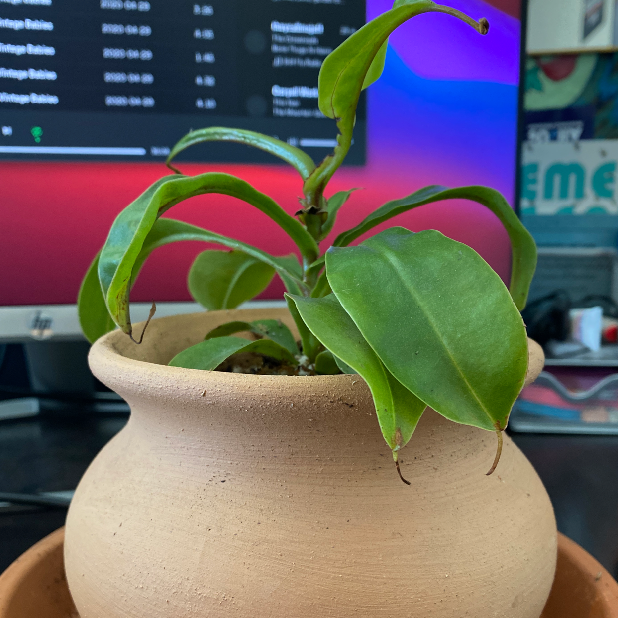 🪰 How To Know When To Repot A Tropical Pitcher Plant?