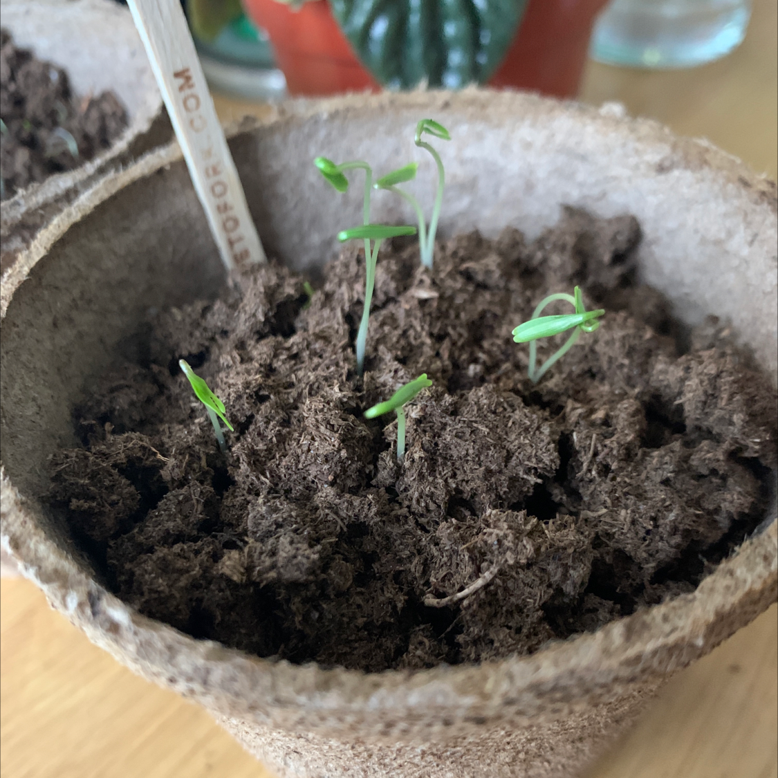 What Are The Bugs on My Coriander? 🐞