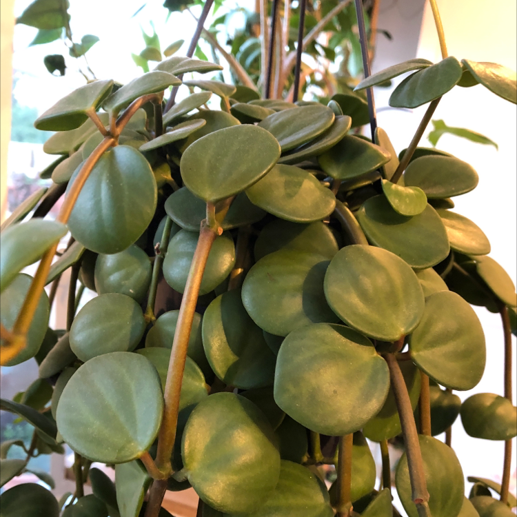 🌶 Why Are My Low Peperomia Leaves Curling?