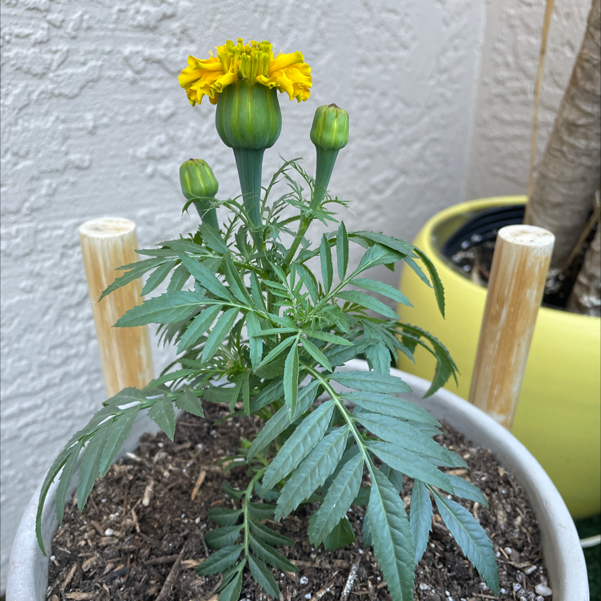 🌞 Your Marigold's Sunlight Needs