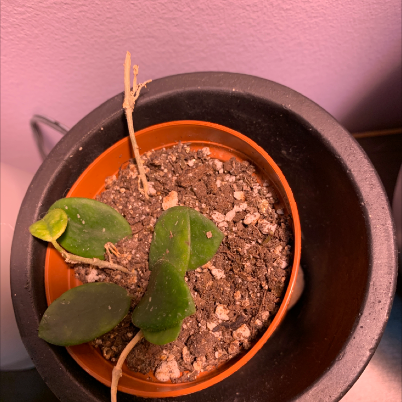 Your Hoya 'Mathilde''s Light Requirements