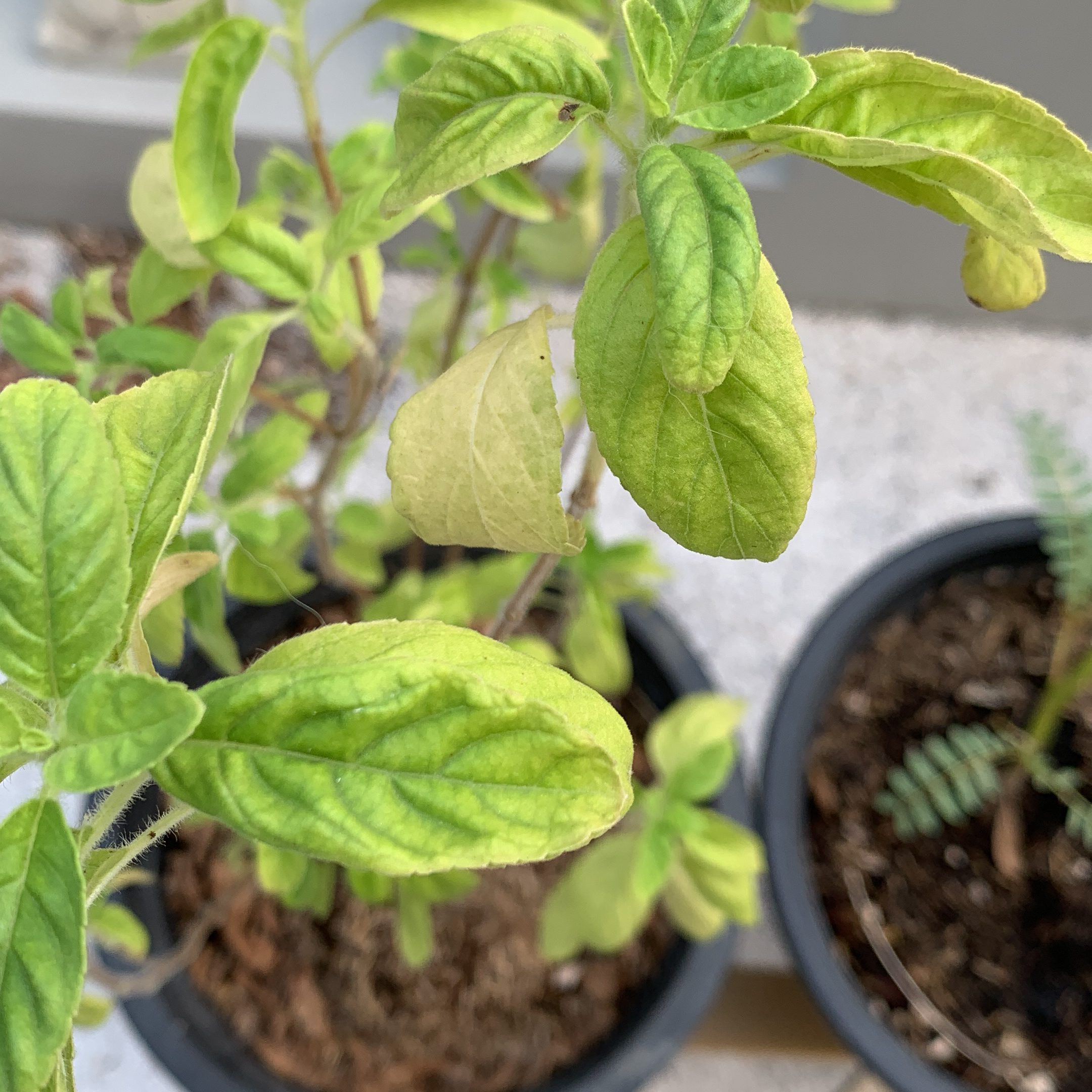 How Do I Cure Holy Basil (Tulsi) Root Rot?