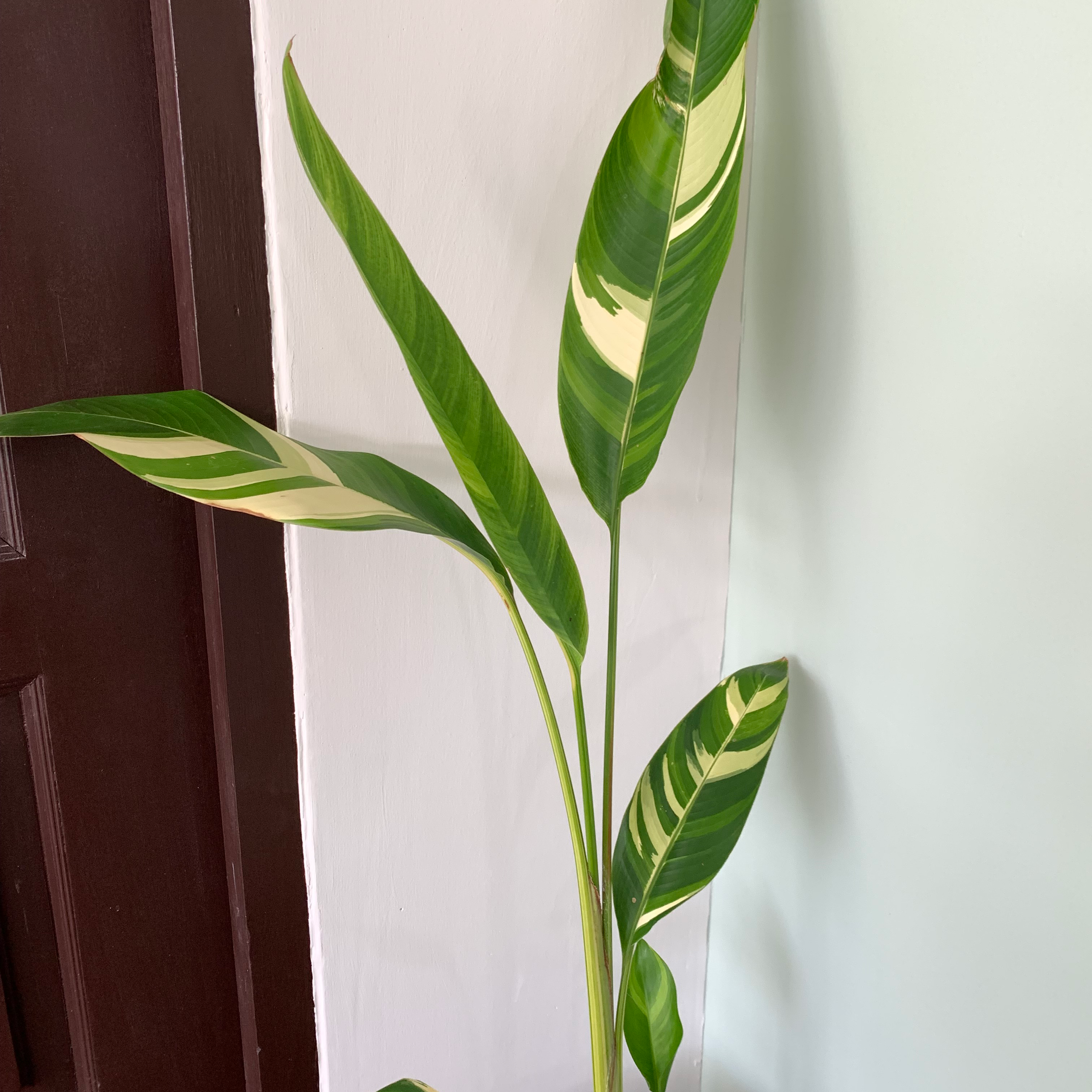 Why Are My Parrot Heliconia Leaves Droopy?