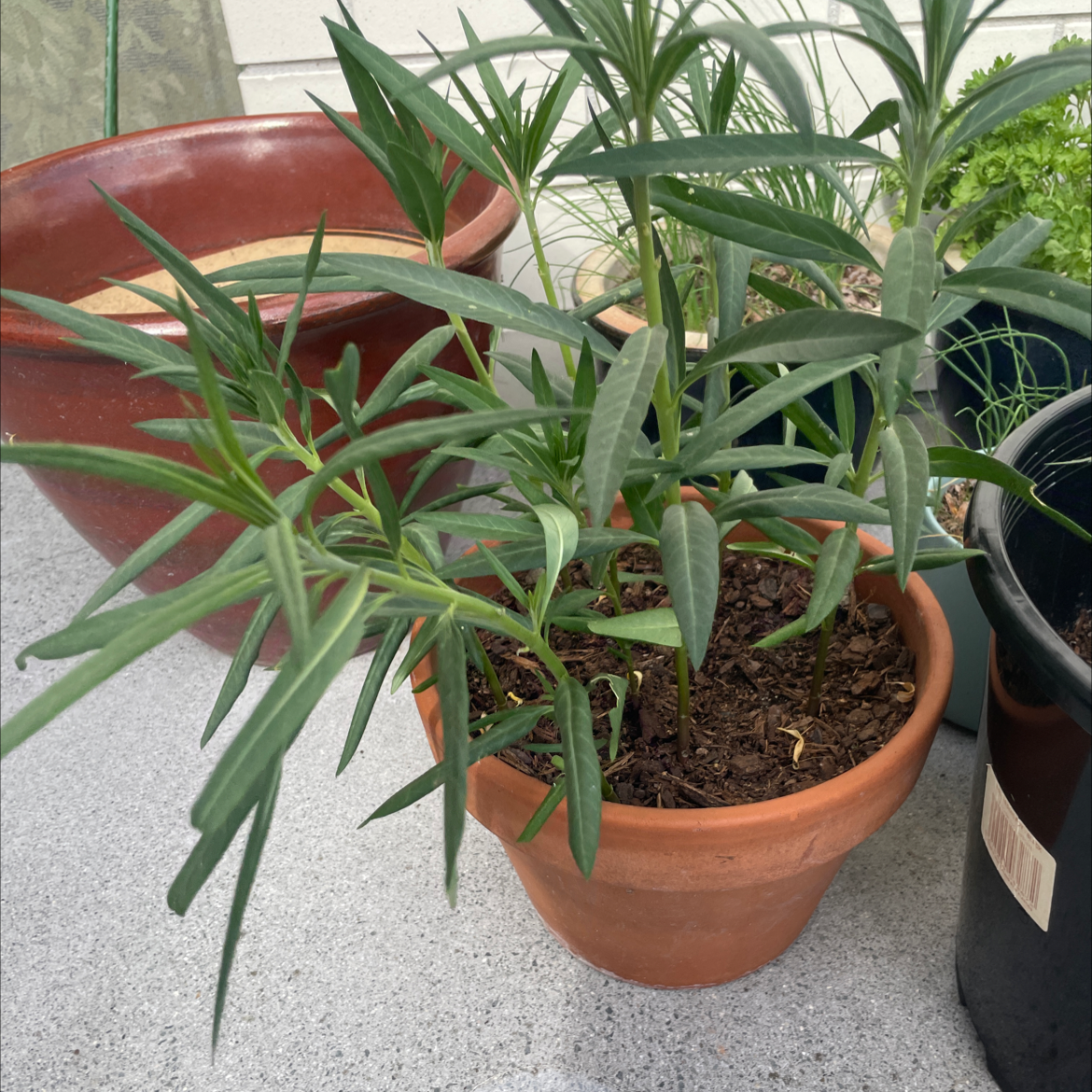 How to Prune Oleander
