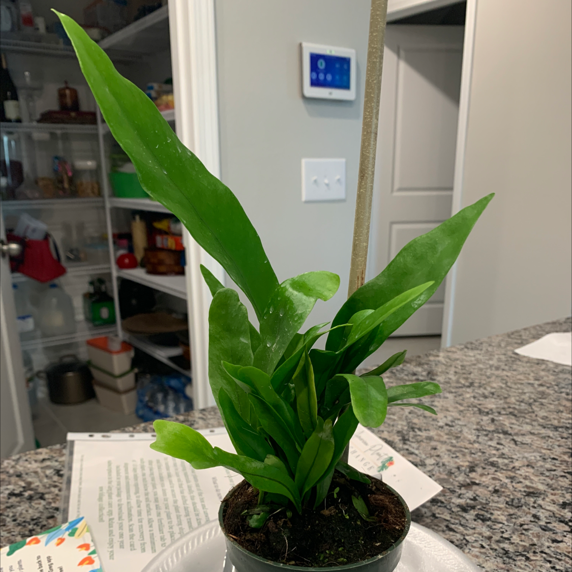 💧 How Much Humidity Does My Microsorum 'Green Flame' Need?