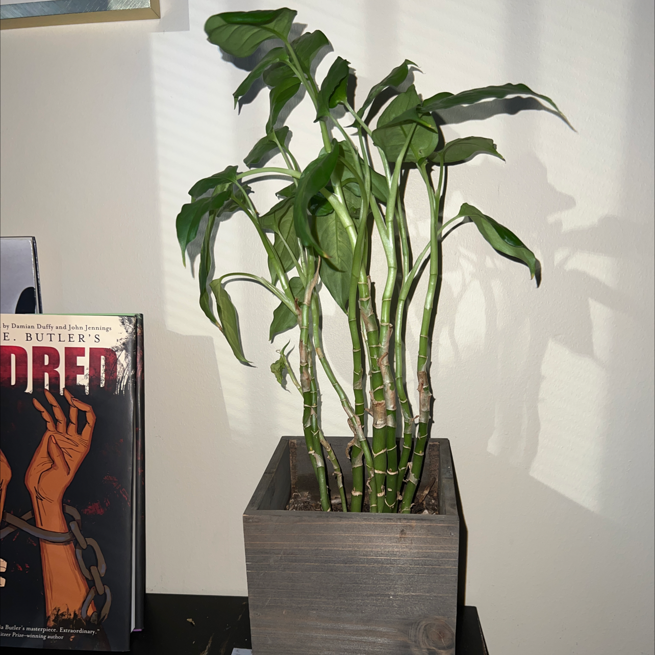 Personalized Moonlight Dumb Cane Care: Water, Light, Nutrients | Greg App