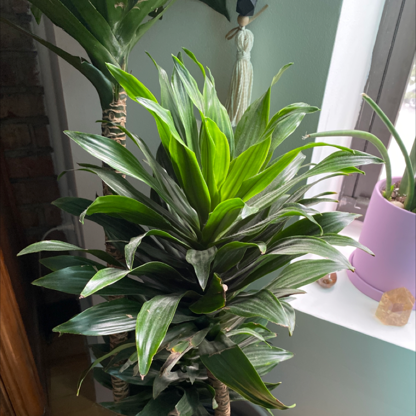 Why Are There Brown Spots on My Dragon Tree Leaves?