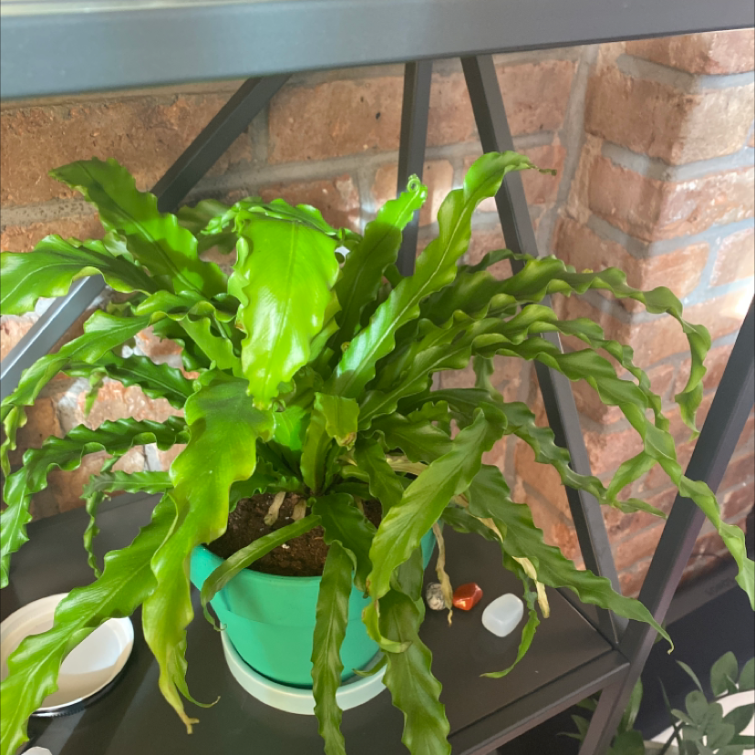 🐦 Fertilizing My Bird's Nest Fern to Double Its Growth