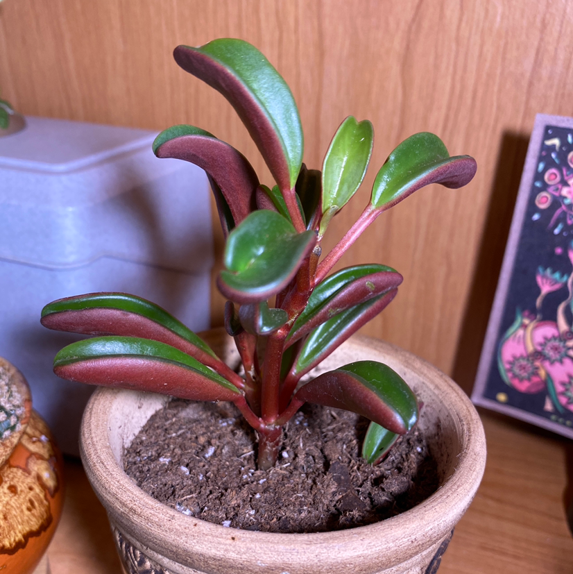 Black Spots on My Ruby Glow Peperomia Leaves