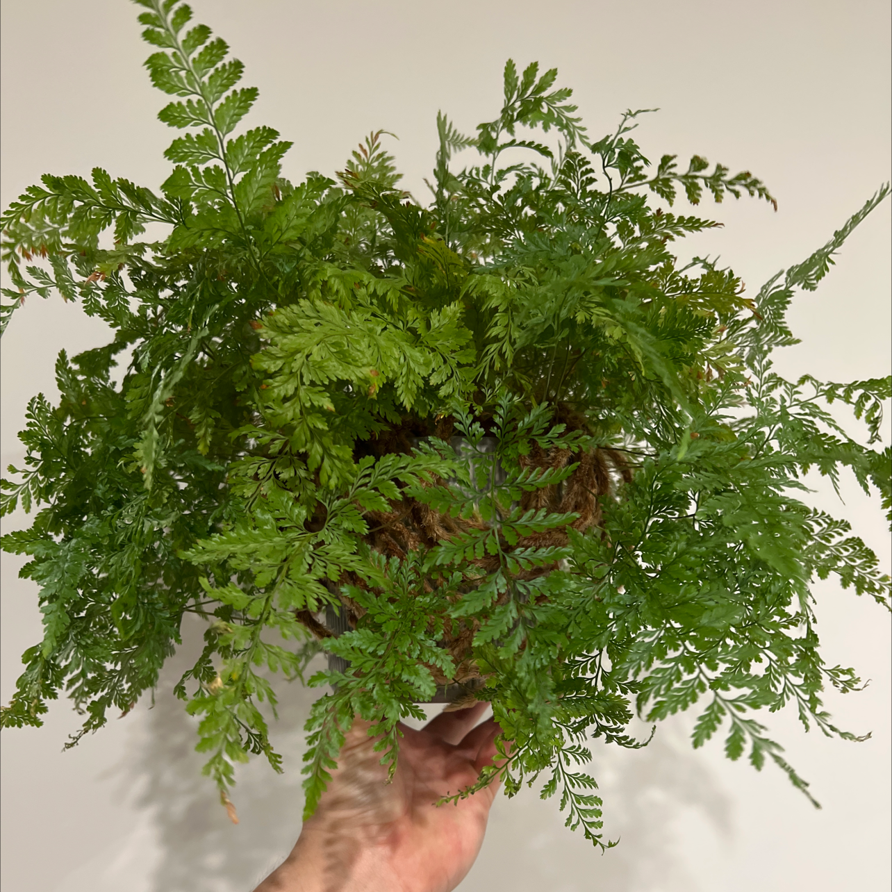 Propagating Your Hen and Chicken Fern: Step-by-Step Guide
