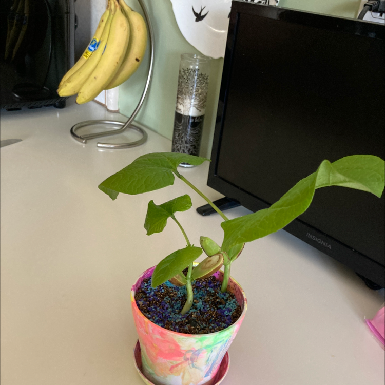 Sword beans | A plant by @DeftAnise on Greg