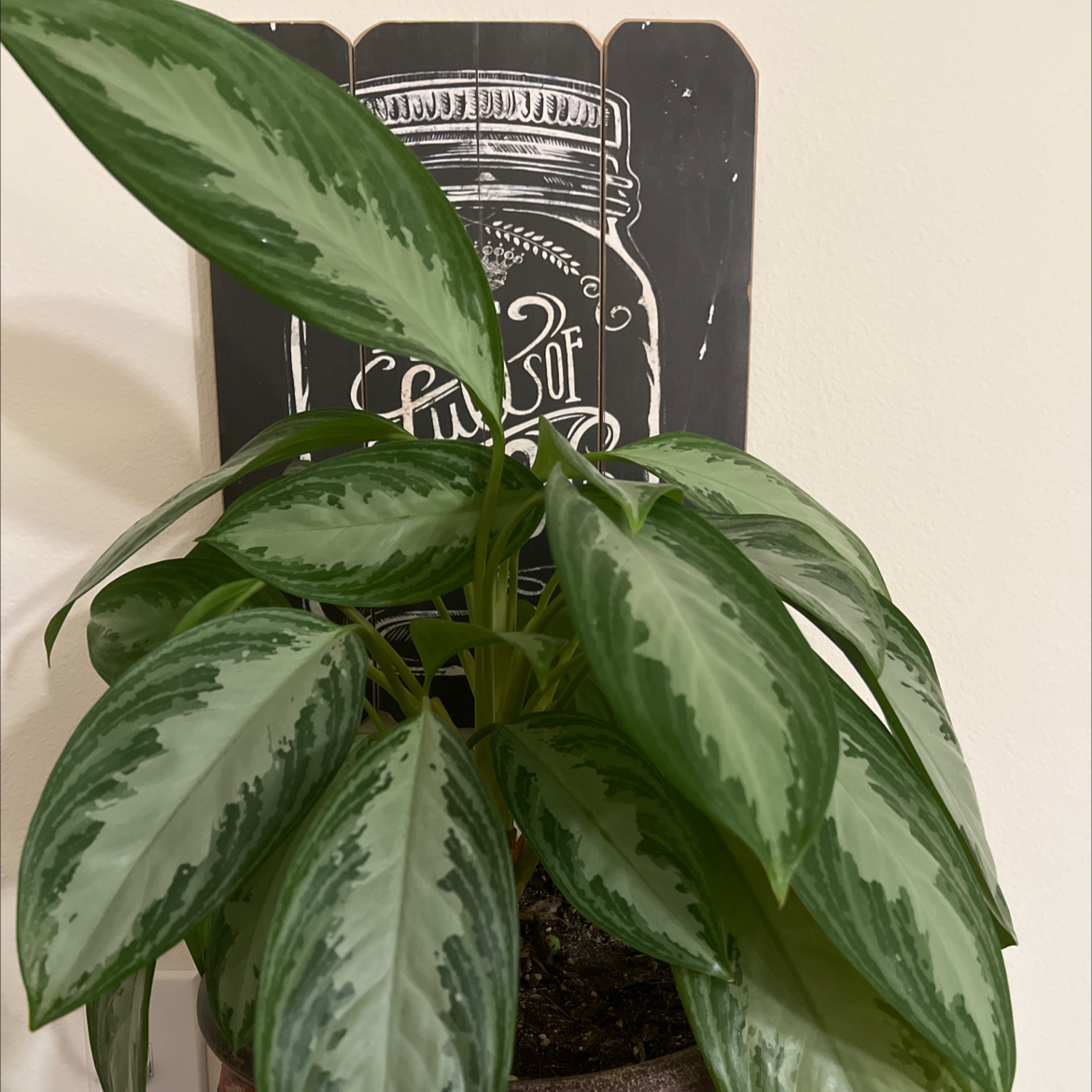 Zeus | A plant by @Neferlily on Greg