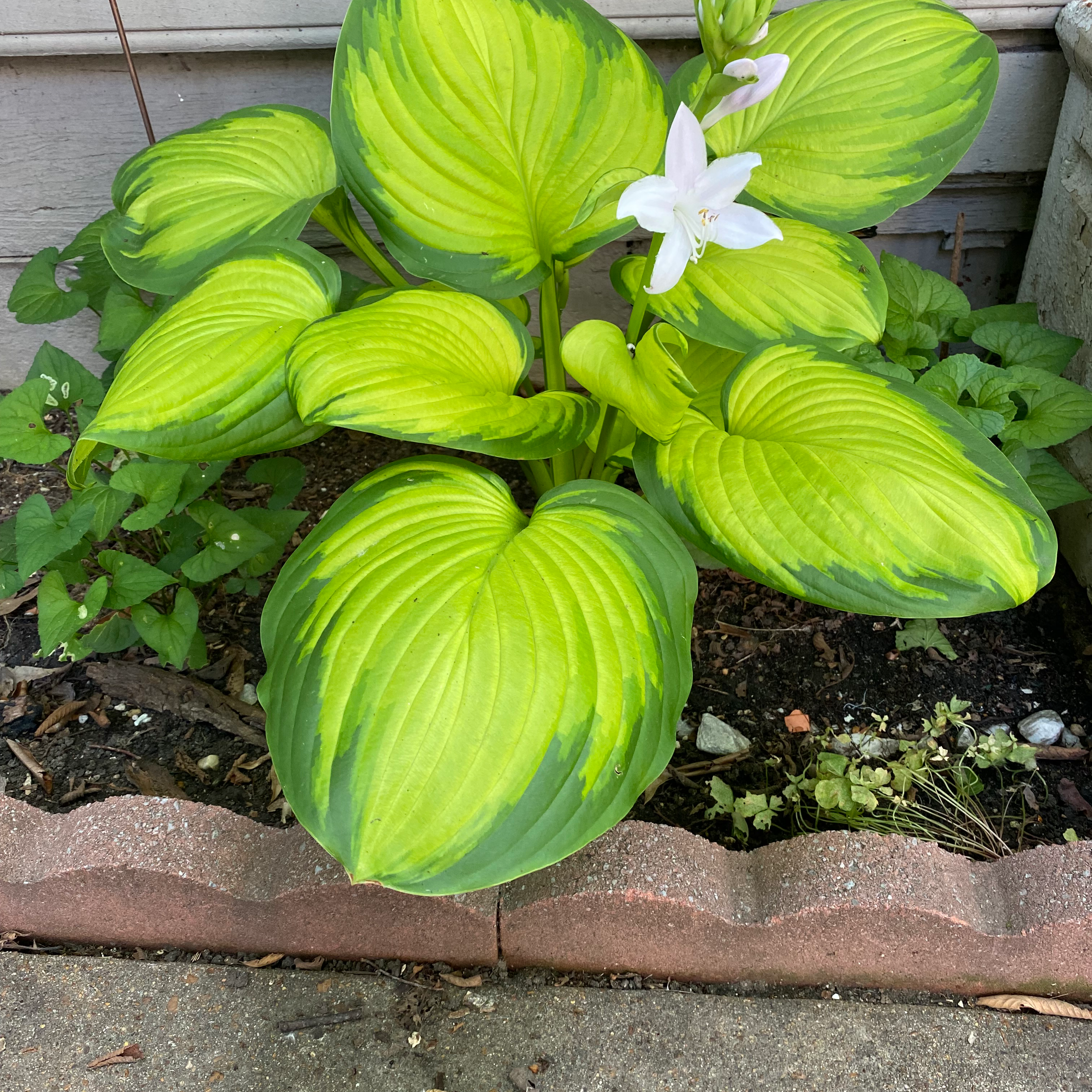 How to Propagate Your Plantain Lily