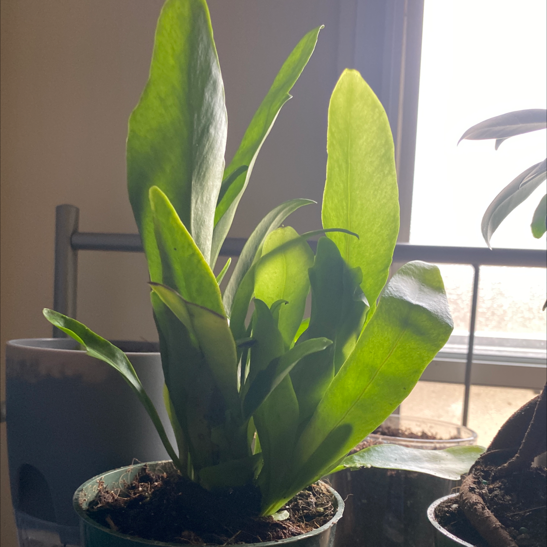 Why Are There Brown Spots on My Microsorum 'Green Flame'?