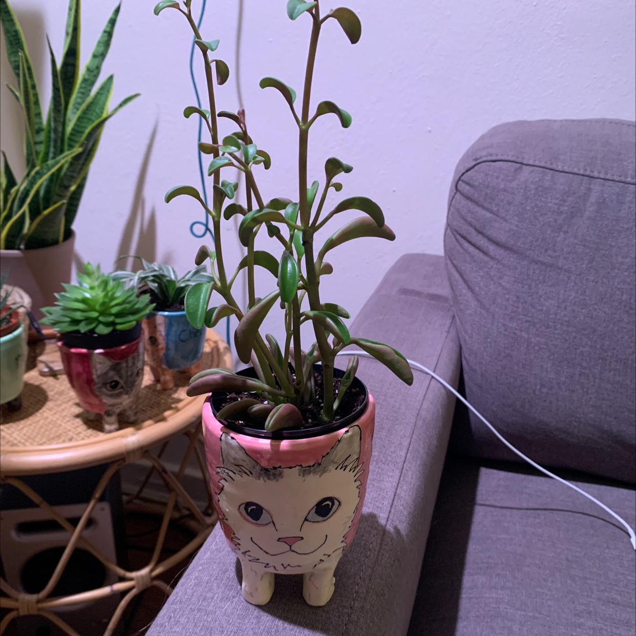 🌞 Your Peperomia graveolens 'Ruby Glow''s Light Needs