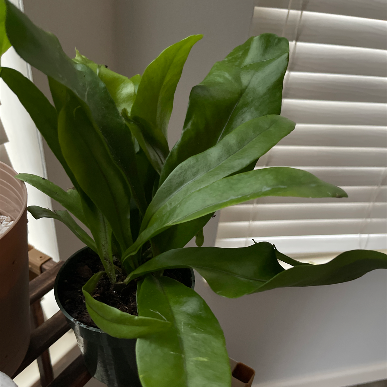 Black Spots on My Microsorum 'Green Flame' Leaves