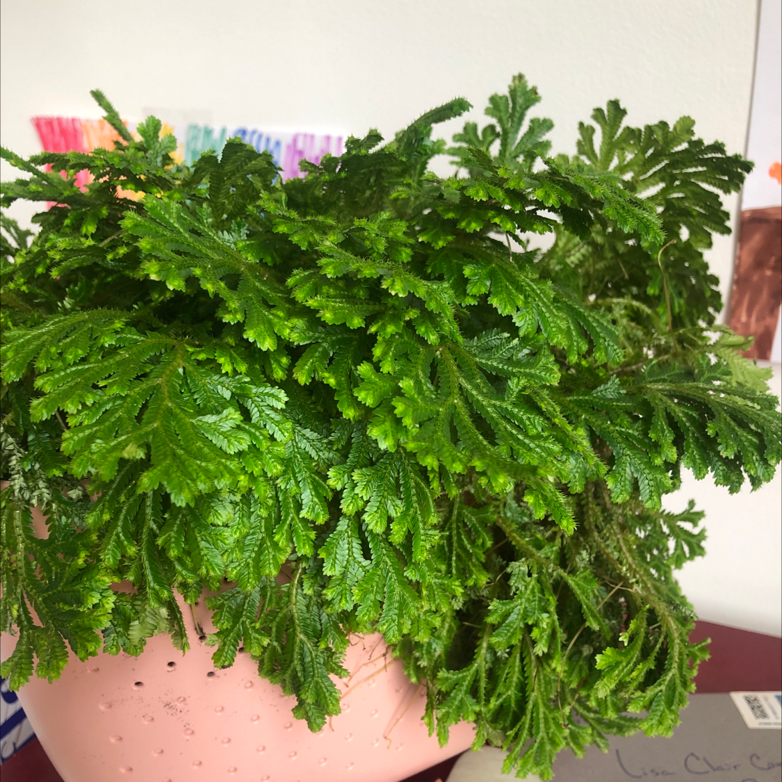💧 Why Are My Club Moss Leaves Droopy?