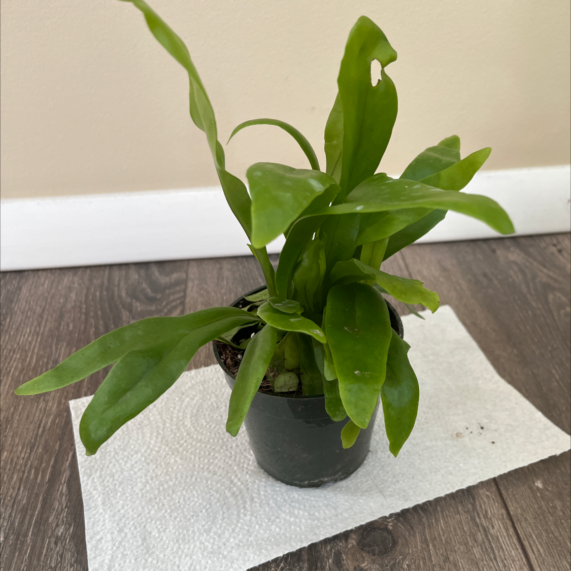 💧 Why Are My Microsorum 'Green Flame' Leaves Droopy?