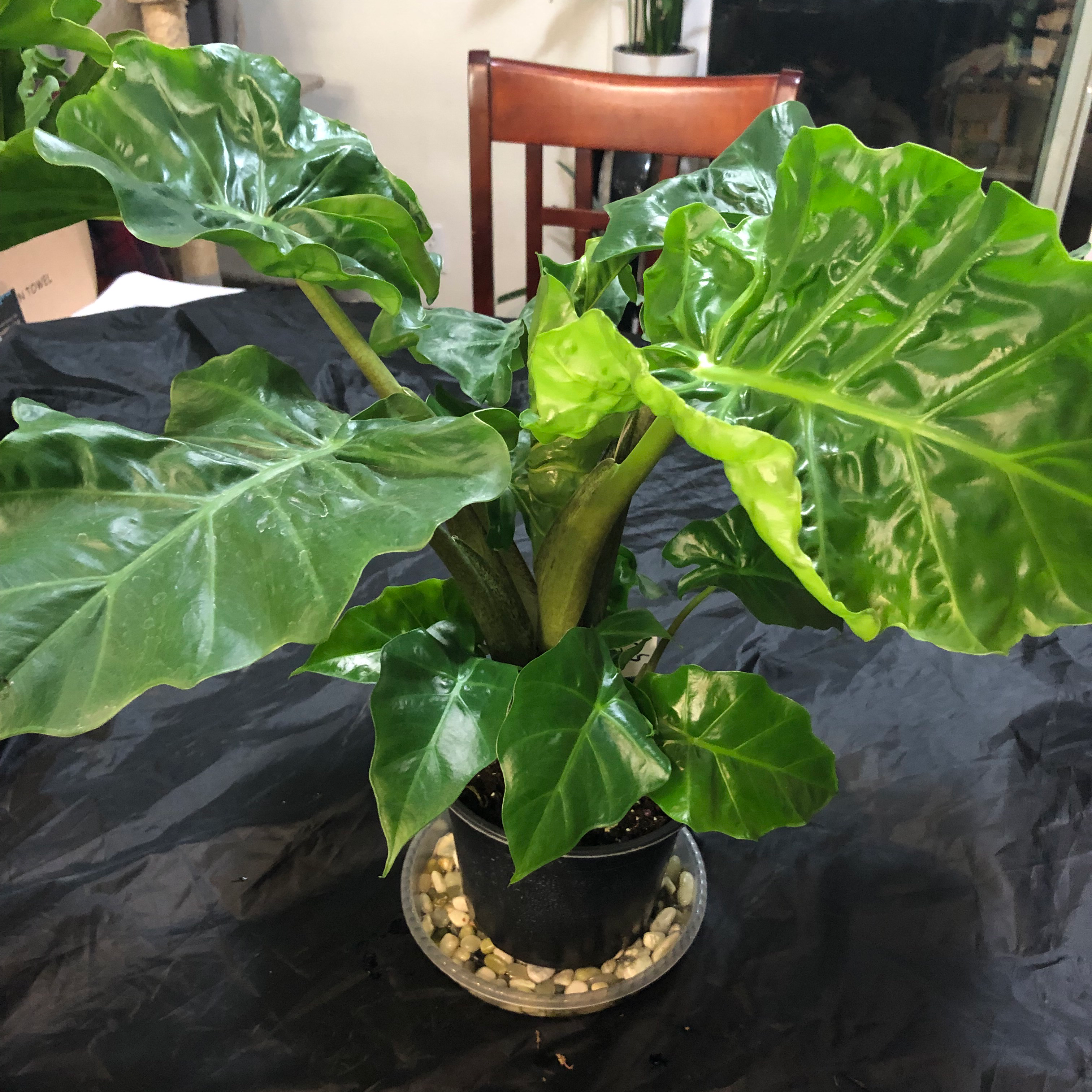 Common Alocasia 'Low Rider' Problems