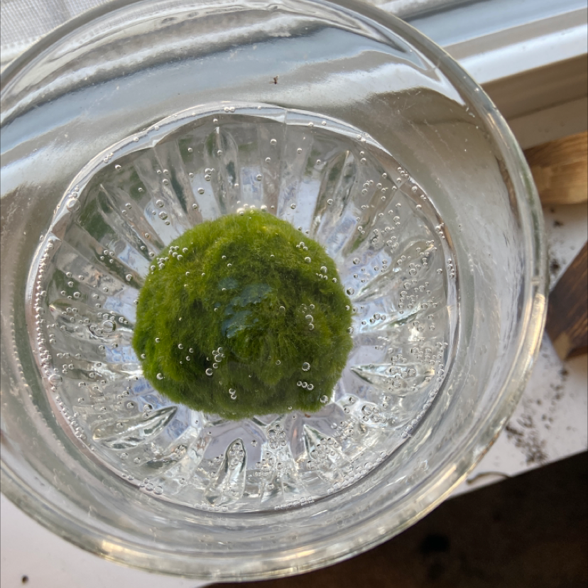 💧 Soil Recommendations for Marimo