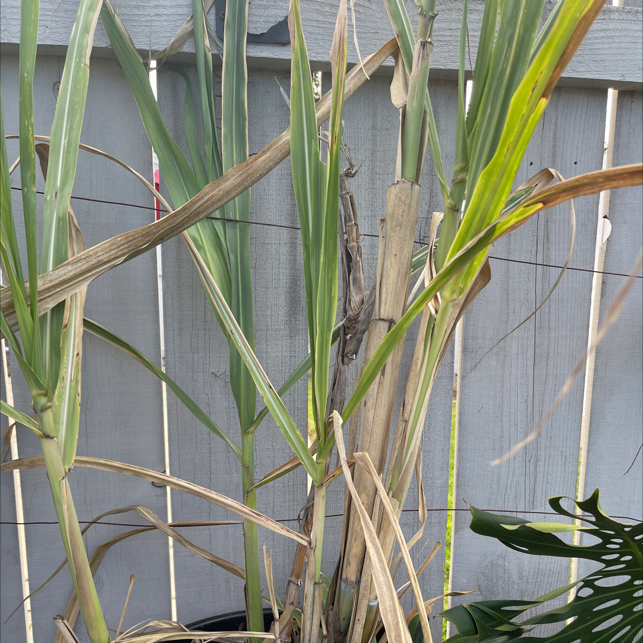 Symbolism and Benefits of the Giant Reed