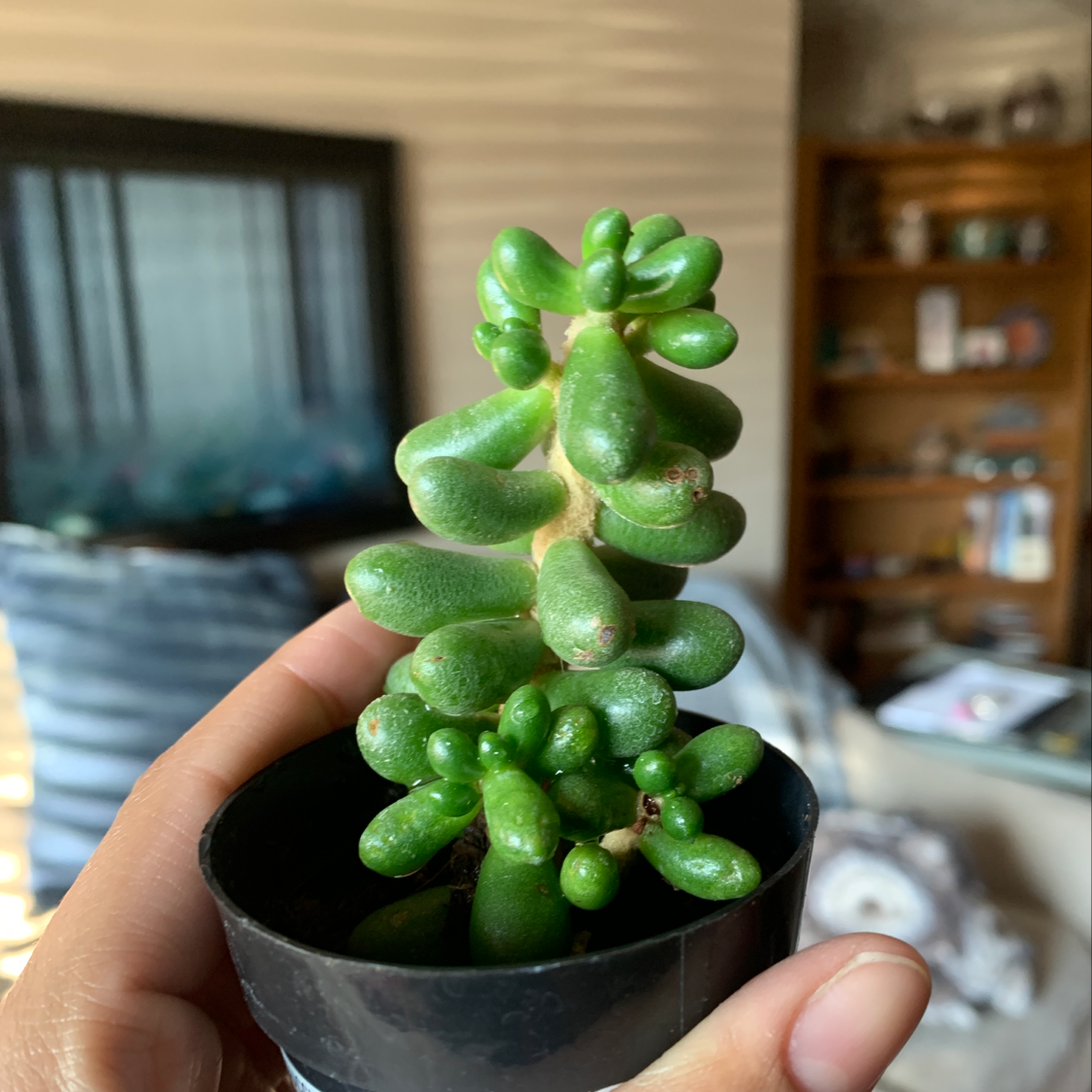 🍬 Propagating Your Jelly Bean Plant: Step-by-Step Guide