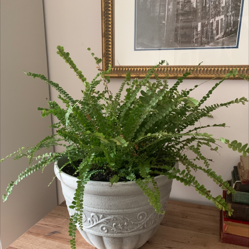 Propagating Your Erect Sword Fern: Step-by-Step Guide