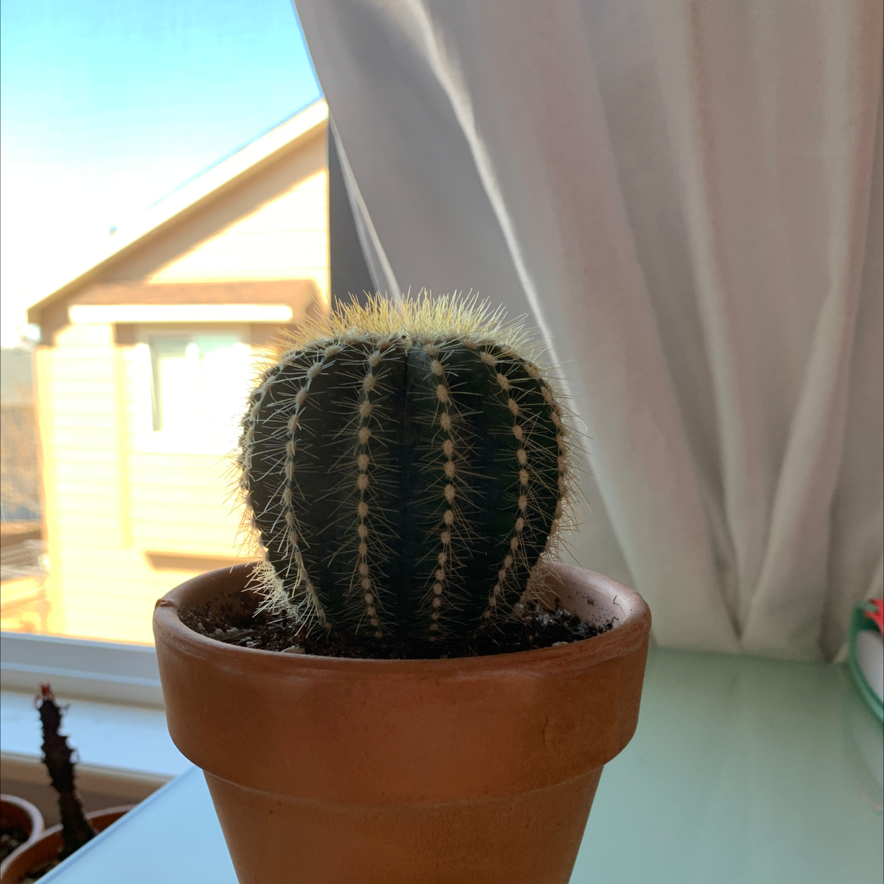 🌵 How Can You Tell If A Balloon Cactus Is Dying?