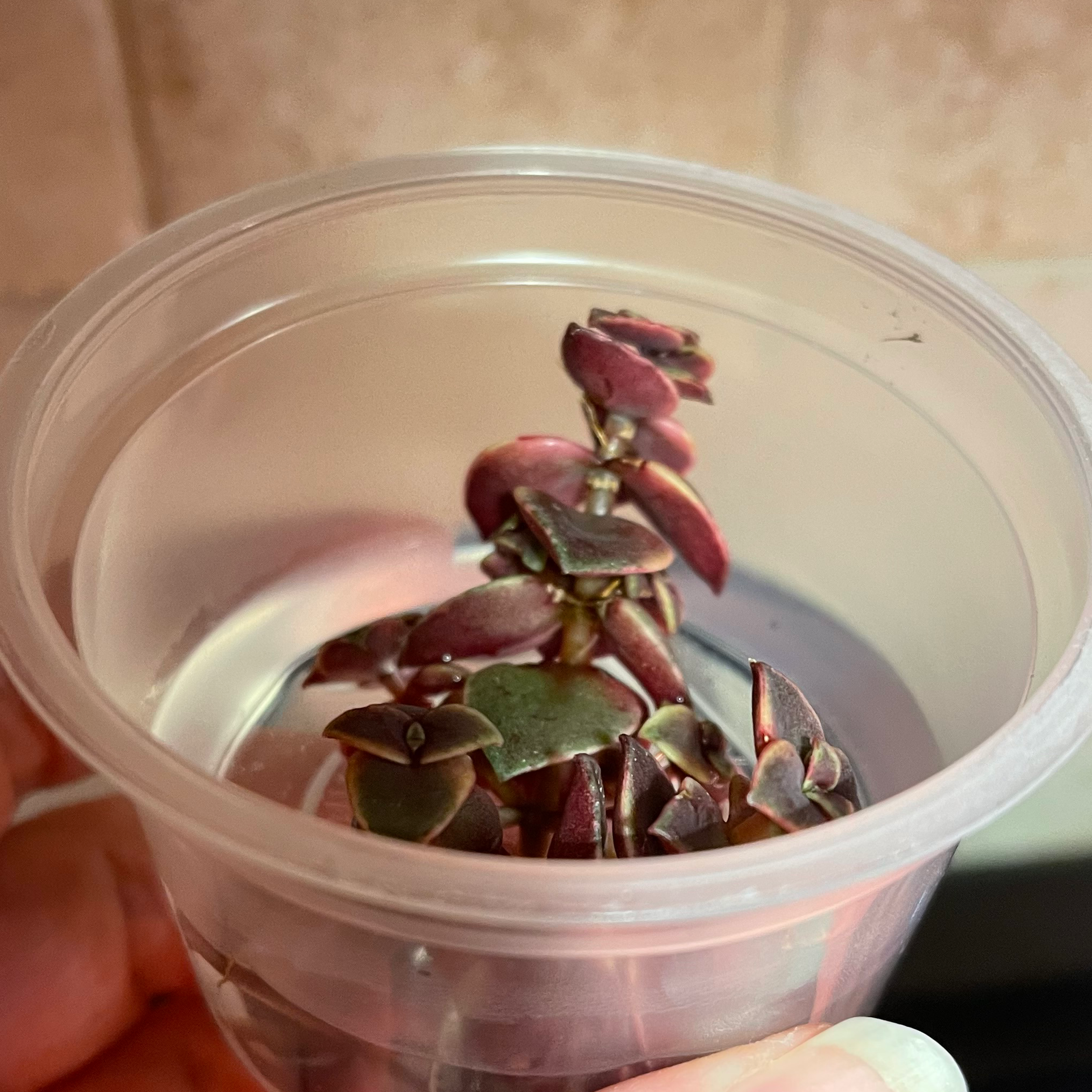 Variegated 'Isabella' Plant Care: Water, Light, Nutrients | Greg App 🌱