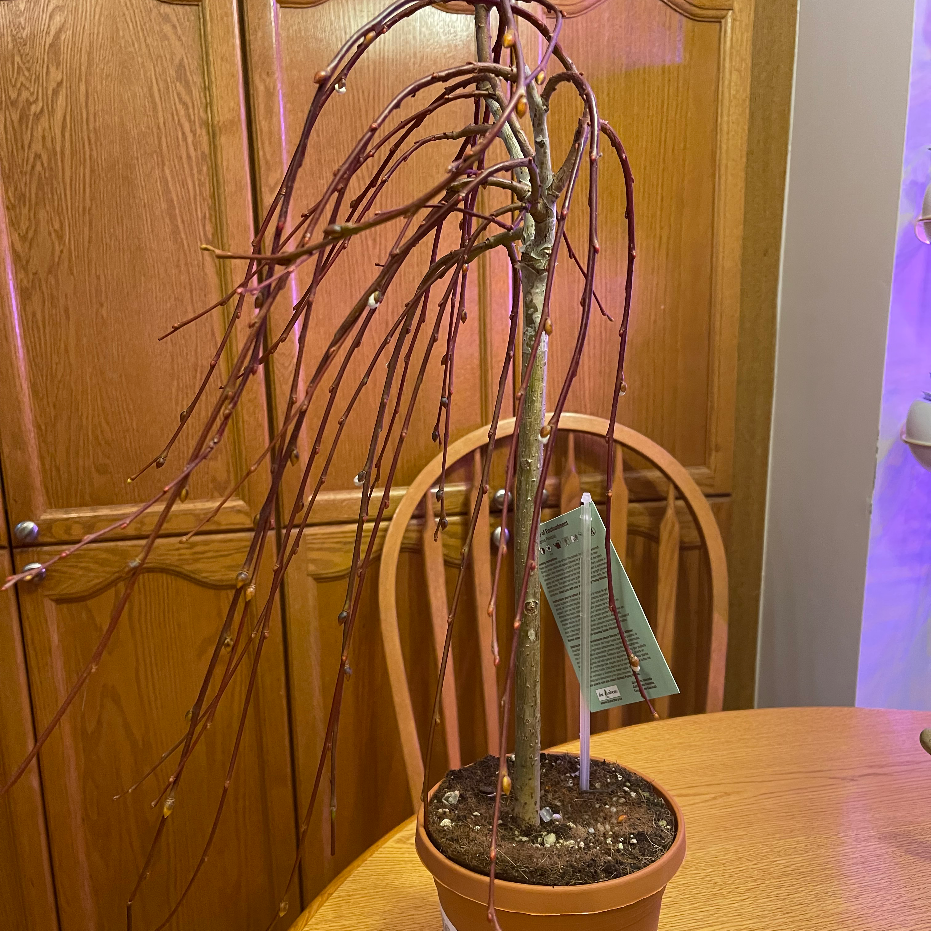 Common Goat Willow Problems