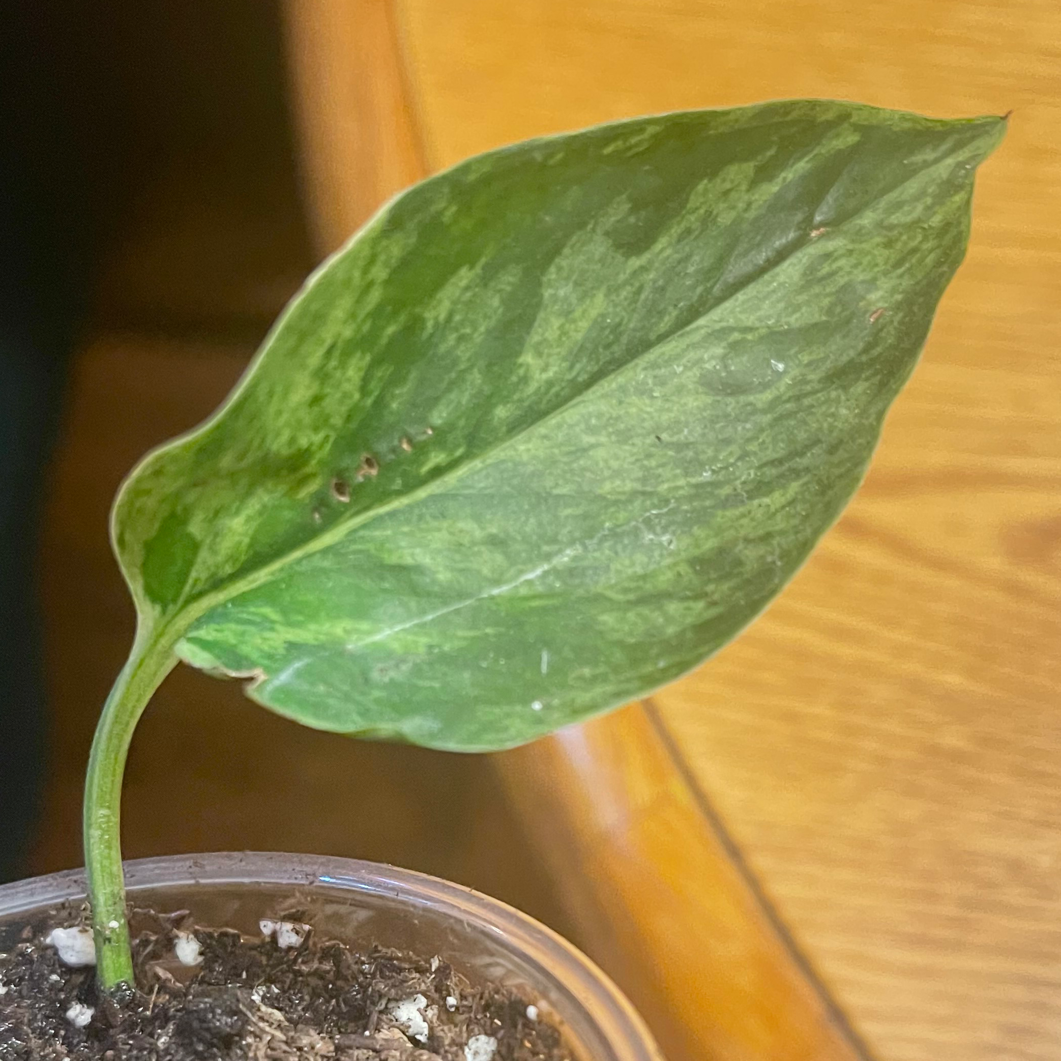 Leif | A plant by @Viola on Greg