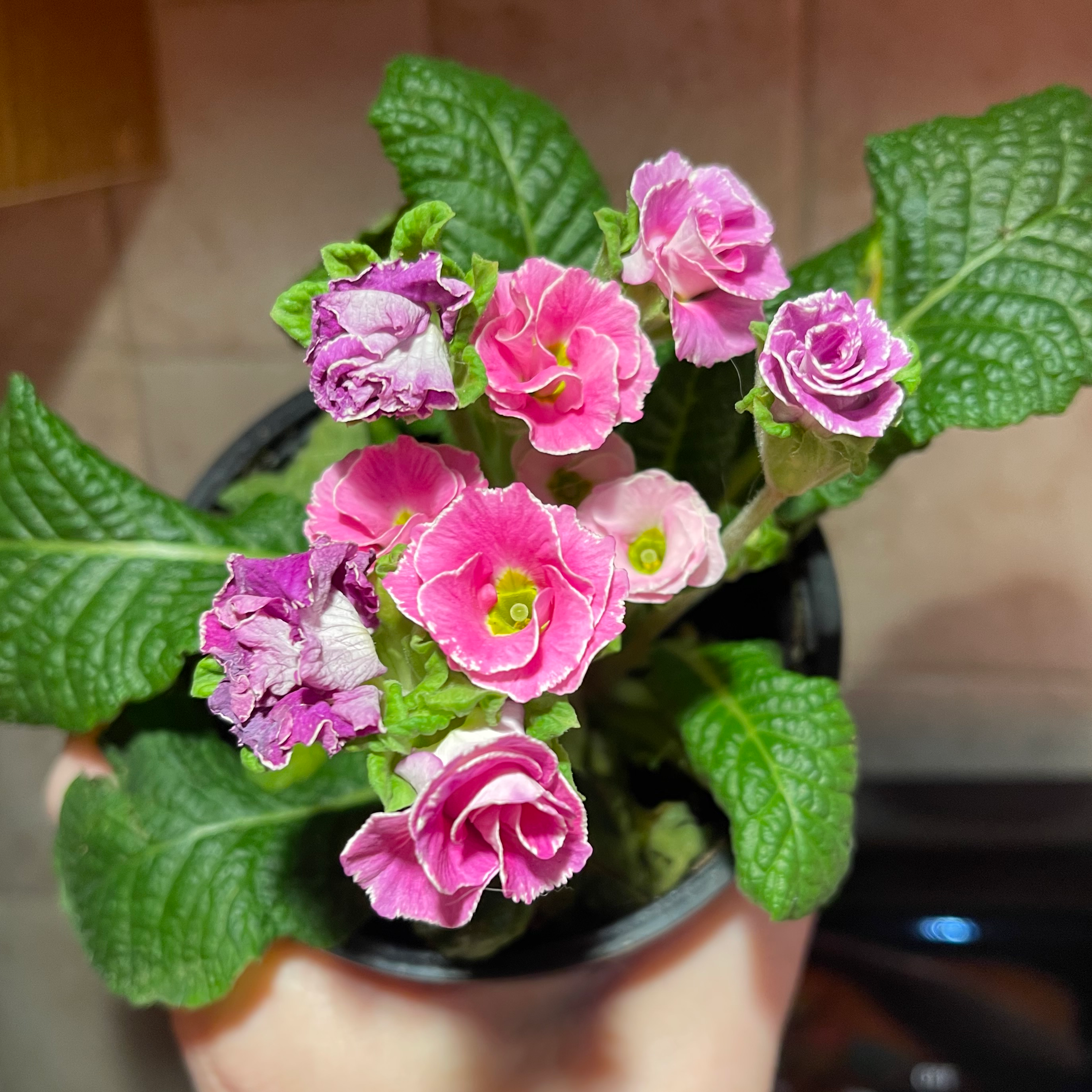 How and When Should I Cut Back My Common Primrose?