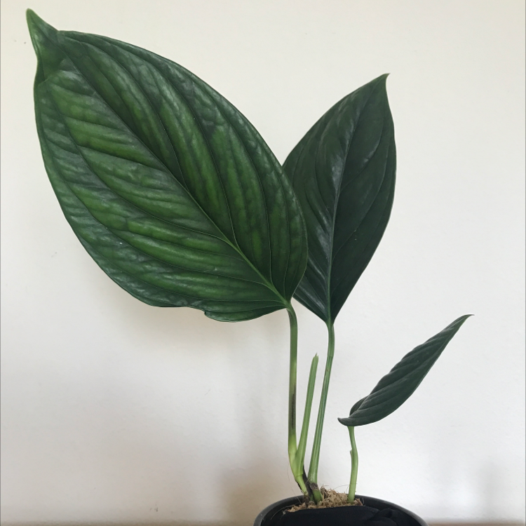 Personalized Monstera Radicans Care: Water, Light, Nutrients | Greg App