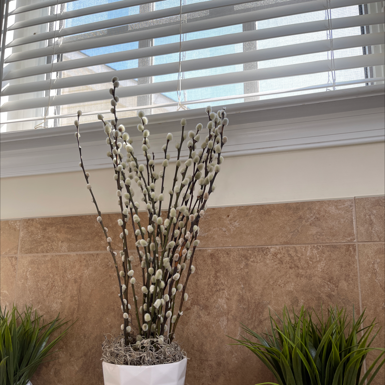 Common Pussy Willow Problems 🐱