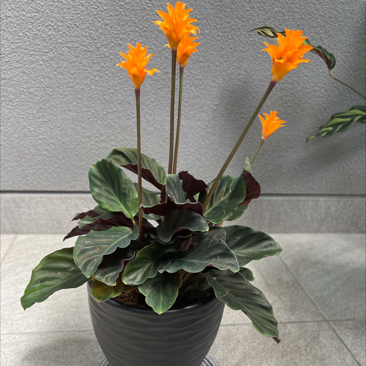 Calathea Crocata | A plant by @DaringPhlox on Greg