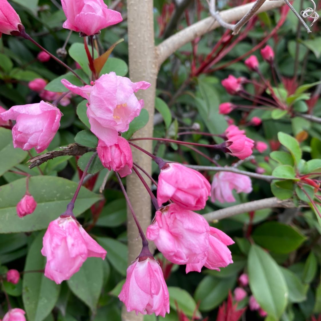 What To Do About Bugs on My Bleeding Heart Vine? 🐛