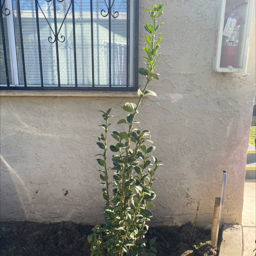 Symbolism and Benefits of the Waxleaf Privet