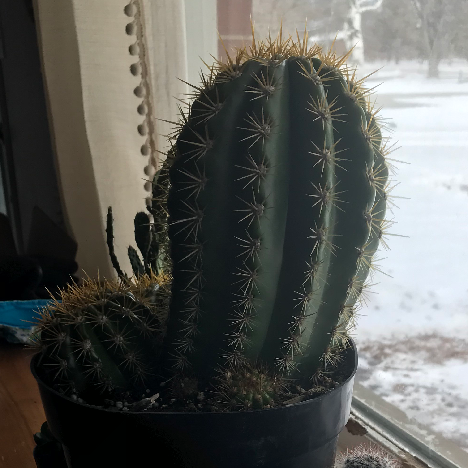 рџњµ How Much Humidity Does My Sun Goddess Barrel Cactus Need