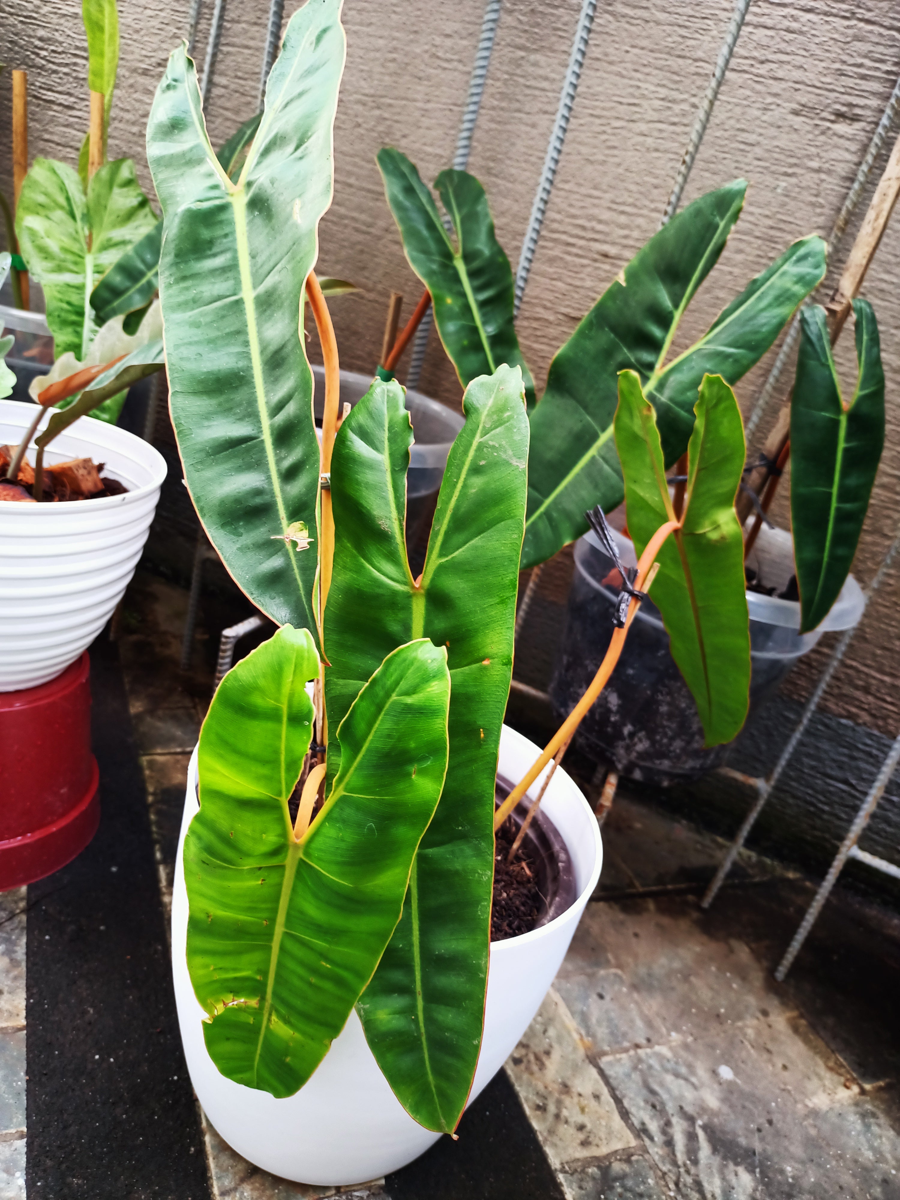 Diagnosing philodendron billietiae root rot