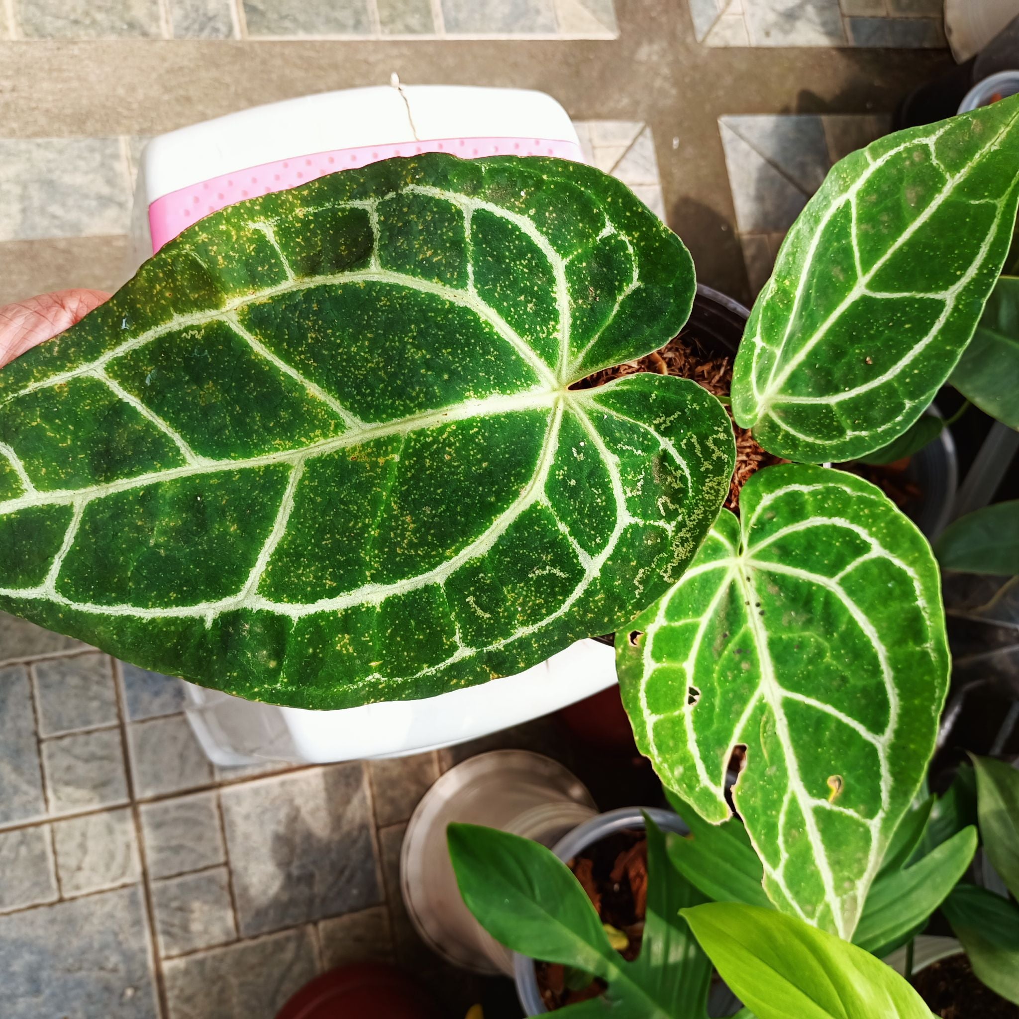 Diagnosing anthurium crystallinum x magnificum root rot