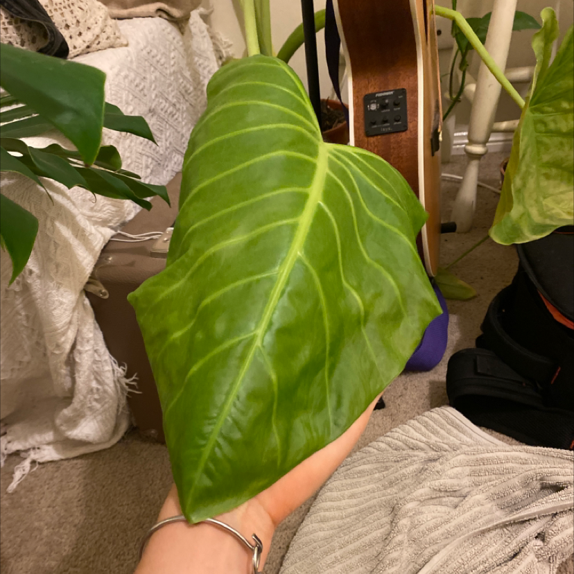 🐘 Why Are My Elephant Ear Philodendron Leaves Curling?